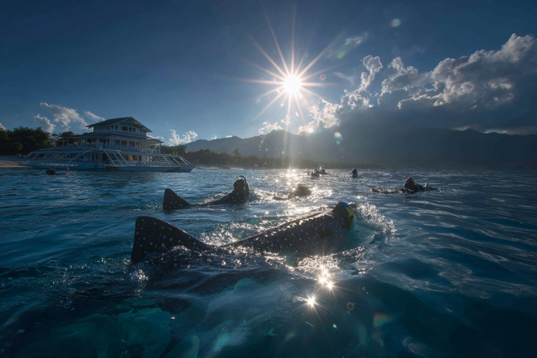 The Ultimate Oslob Day Trip Itinerary: Whale Sharks and Hidden Gems